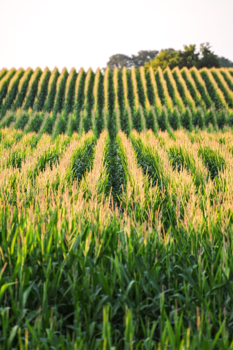 Current grain contracts - CHS Farmers Elevator